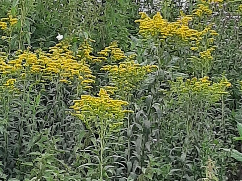 KEM/KLAR Oberes Feistritztal